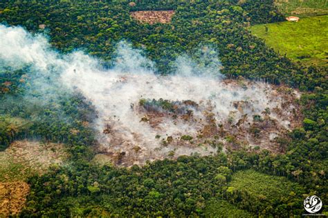 La Amazonía Colombiana Perdió Más De 52 Mil Hectáreas De Bosque En El