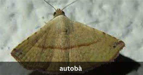 autobà - Detailed Guide In 2024