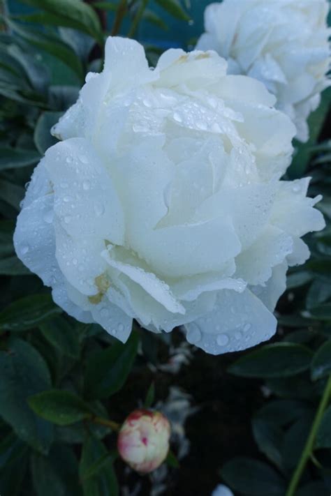Peony Elsa Sass Late Green Works Specialist In Peonies