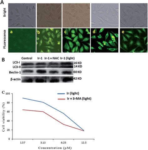 A Autophagy Assayed With Mdc Staining In Untreated Sgc 7901 Cells A