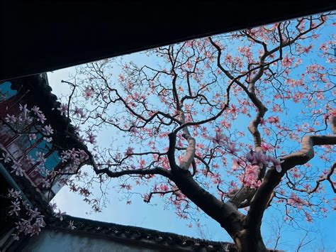这大概就是中国人才懂的美吧 唯美风景线 唯美风景线 哔哩哔哩视频