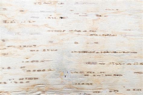 Premium Photo Birch Bark Natural Texture Background