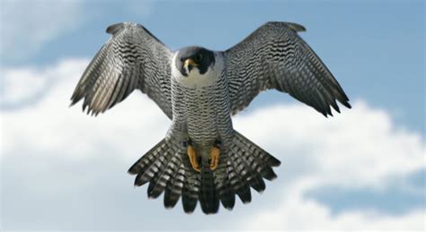 Falcon Facts Pictures Habitat And Other Information