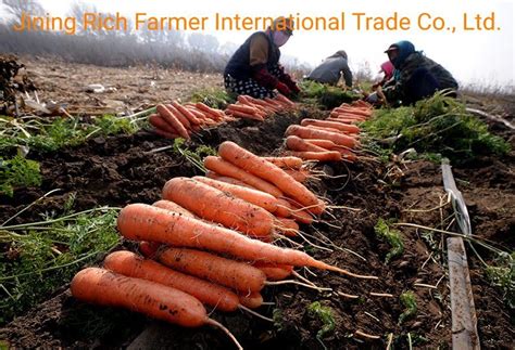 Best Price Chinese Natural New Crop Fresh Carrot China Fresh Red