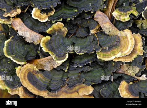 Fungus Fungi Tree Plant Organic Detail Close Up Macro Horizontal Colour
