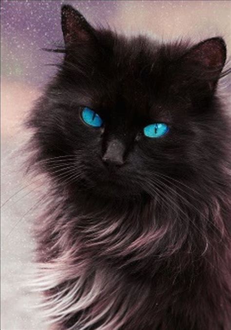 Beautiful Eyes Beautiful Cats Crazy Cats Cute Cats