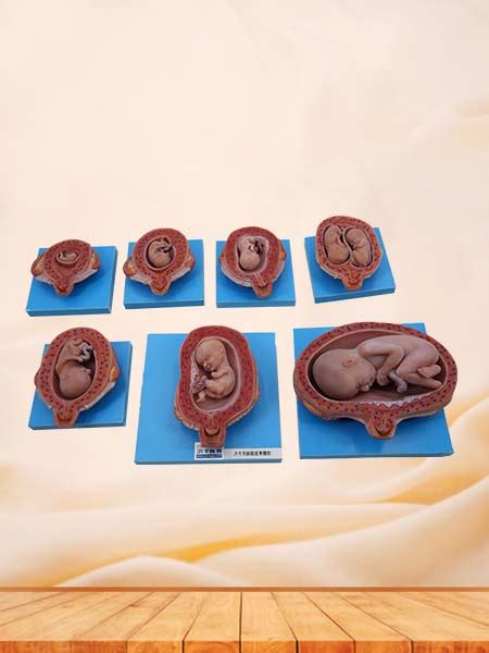 Female Reproductive Models Meiwo Science Coltd