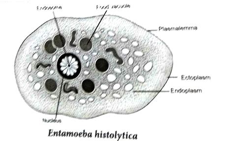 Tamil Solution Draw And Label The Parts Of Entamoeba Histolytic