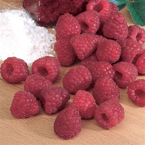 Raspberry Shortcake Collection Raspberry Plants Stark Bro S