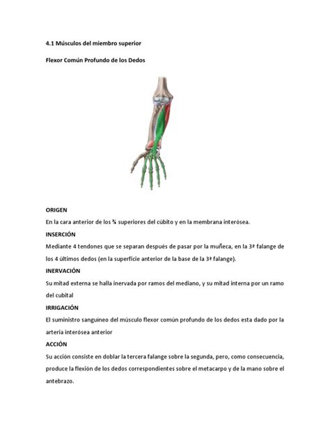 Extensor Comun De Los Dedos Pdf Mano Sistema Musculoesquelético