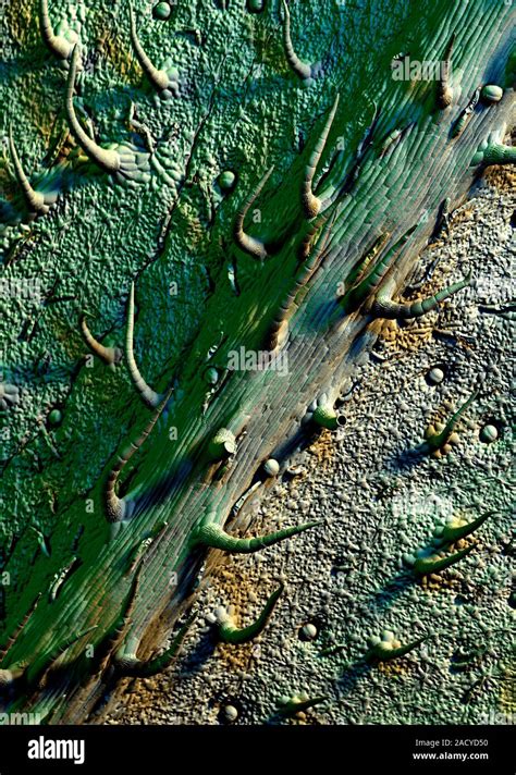 Stevia Leaf Trichomes Coloured Scanning Electron Micrograph Sem Trichomes Are Specialised