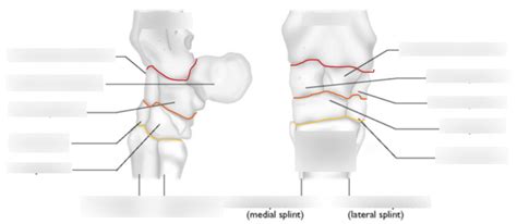 Distal Limb Anatomy Bone Diagram Quizlet