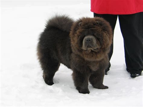 Our Breed Chow Chow Kennel Zung Tzung Le