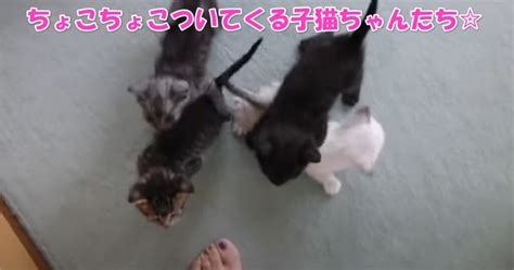 たくさんの子猫ちゃんたち 後ろをちょこちょことついて回る子猫ちゃんたち ｜ ニャンコ大好き倶楽部 〜猫ちゃんは天使です〜