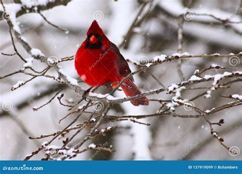 Cardinal Perched In A Snow Covered Bush Stock Image Image Of Bush