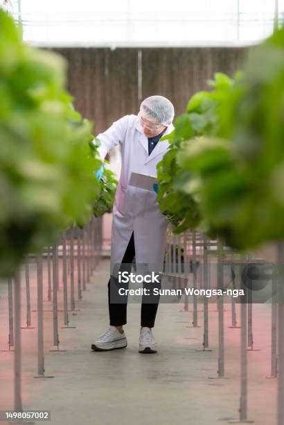 Scientists Are Examining The Growth Of Strawberries Grown With