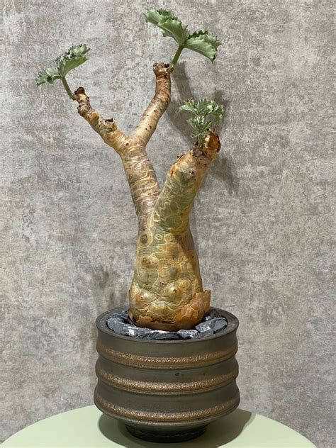 索馬里萄葡甕 肯亞大葉 塊根植物 傢俬＆家居 園藝 植物及種子 Carousell