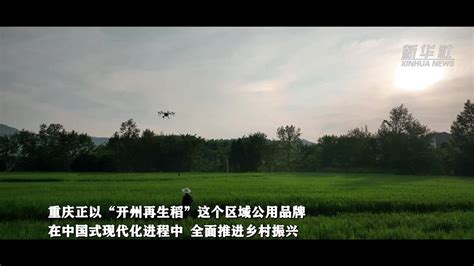 重庆开州：50万亩再生稻完成栽种 致敬这片土地上的劳动者凤凰网视频凤凰网
