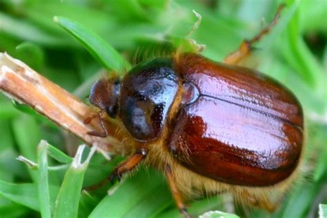 Cucarrón De Mayo Conoce Las Curiosidades De Esta Especie Nativa De