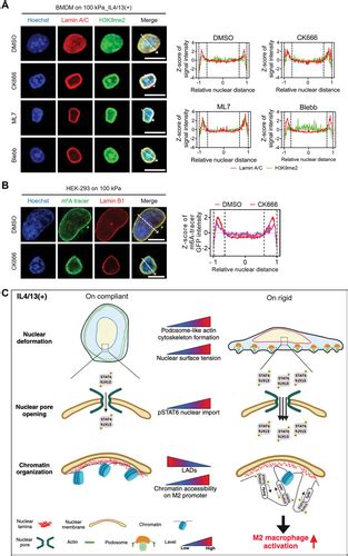 Matrix‐rigidity Cooperates With Biochemical Cues In M2 Macrophage