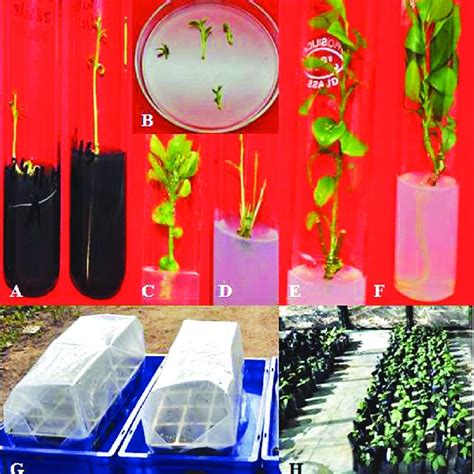 In Vitro Micropropagation Of Citrus Maxima [a] Shoot Induction [b
