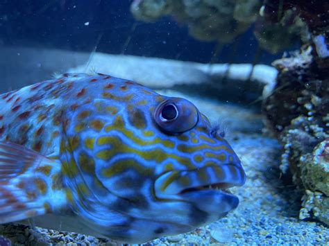 Reef Pi An Opensource Reef Tank Controller Based On Raspberry Pi