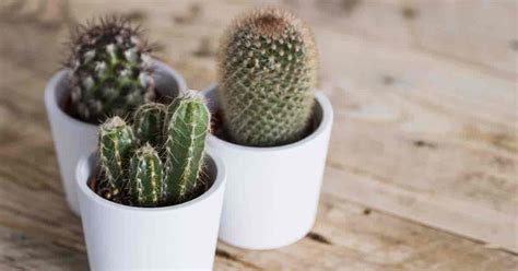 Homemade Cactus Soil Mix How To Make A Quality Potting Soil For Cacti
