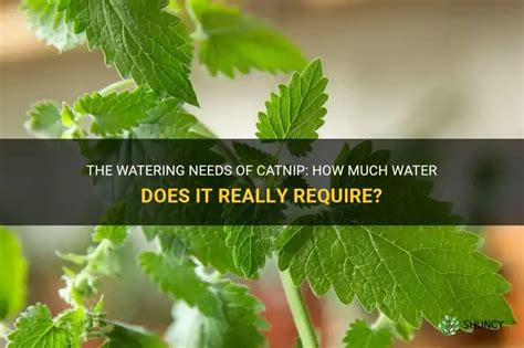 The Watering Needs Of Catnip How Much Water Does It Really Require Shuncy