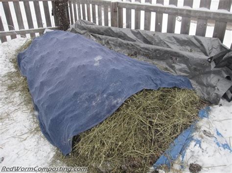 Winter Worm Windrow 01 12 10 Red Worm Composting