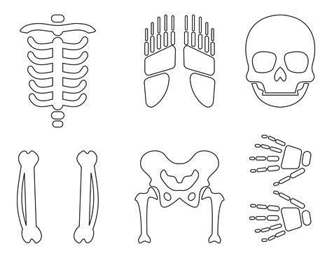 Printable Skeleton Template Life Size Skeleton Skeleton Template Porn