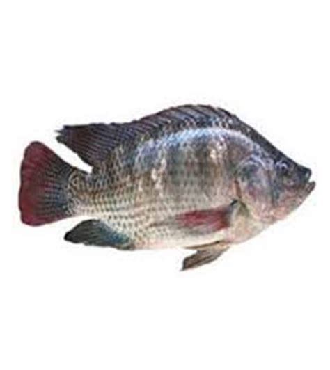 Buy Telapia Fish Medium Kg Online At Best Price