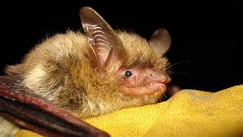Us Bat Species Devastated By Fungus Now Listed As Endangered