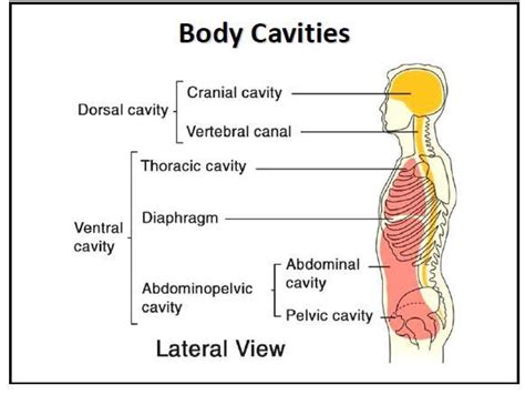 The Dorsal Body Cavity Is The Site Of Which Of The Following Img Abedabun