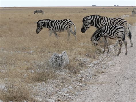 Namibia Nature Photos Zebra 5 