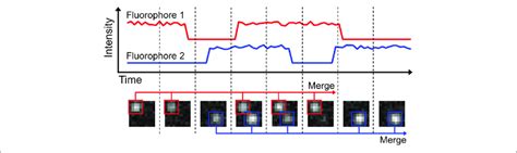 localization merging in the shown example two fluorophores are