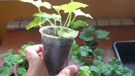 Черенки пеларгоний, молодые растения пеларгоний. - YouTube