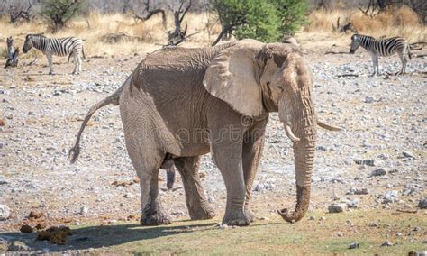 Male African Elephant Walking Exposing His Genitals In A Dominance