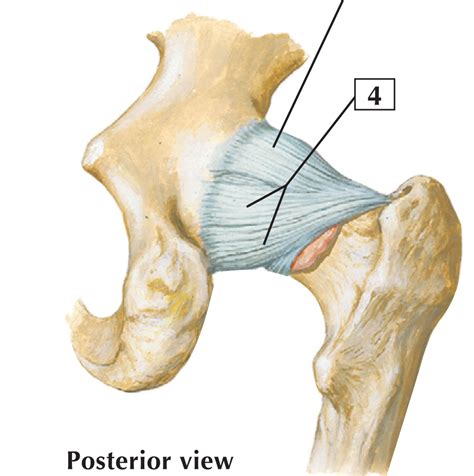 Hip Joint Posterior View Netter P 477 Diagram Quizlet