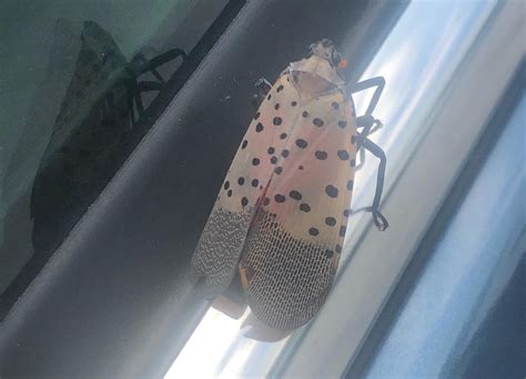 What Is This Black Flying Insect Nw United States Rwhatsthisbug