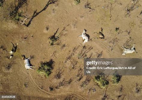 Ethiopia Cows Photos And Premium High Res Pictures Getty Images