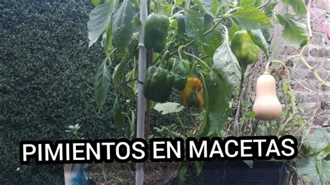 PIMIENTOS EN MACETAS TODO SOBRE SU CULTIVO YouTube