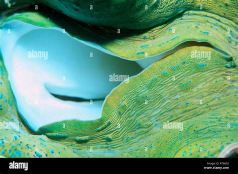 Giant Clam Mantle Detail Tridacna Gigas Rongelap Marshall Islands N