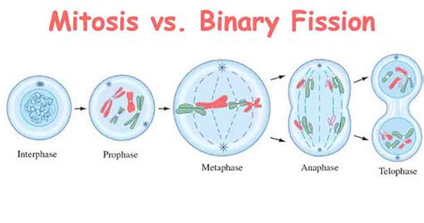 Binary Fission Vs Mitosis