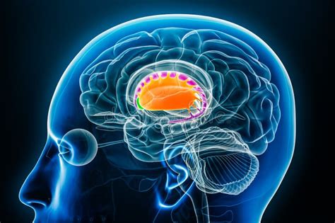 Putamen In Orange Nucleus Accumbens In Green And Caudate Nucleus In