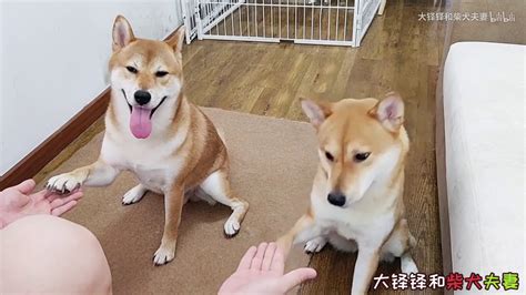 主人强迫柴犬握手100次！两只狗子的态度也差太多了吧！ Youtube