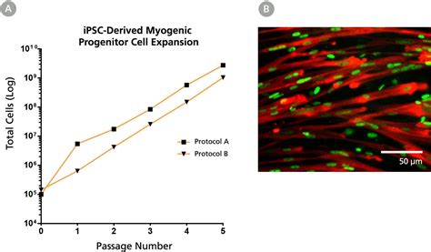 Myocult™ Sf Myoblast Expansion Supplement Kit Human Stemcell