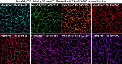 Membrite™ Fix Cell Surface Staining Kits Atlantis Bioscience Pte Ltd