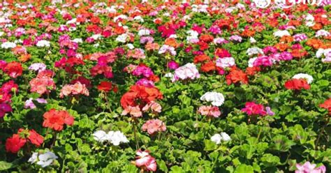 Geranium Farming ‘जिरॅनियम शेतीमुळे शेतकऱ्यांच्या जीवनमानात सुधारणा