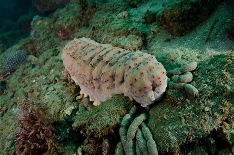 Terminator Style Robot Inspired By Sea Cucumbers Can…