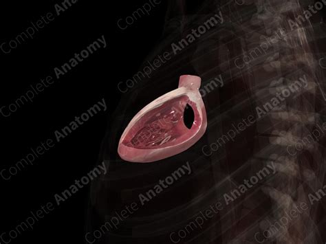 Left Ventricle Complete Anatomy